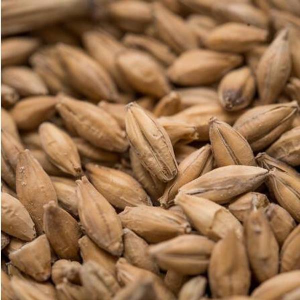 Se vårt utvalg av basemalt til hjemmebrygging - Litebrygg.no